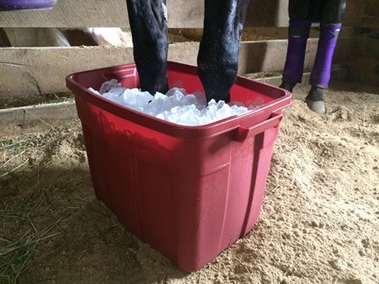 Microlief Equine » Keep Ice in Your DRINK, Not on YOU, Not on Your HORSE